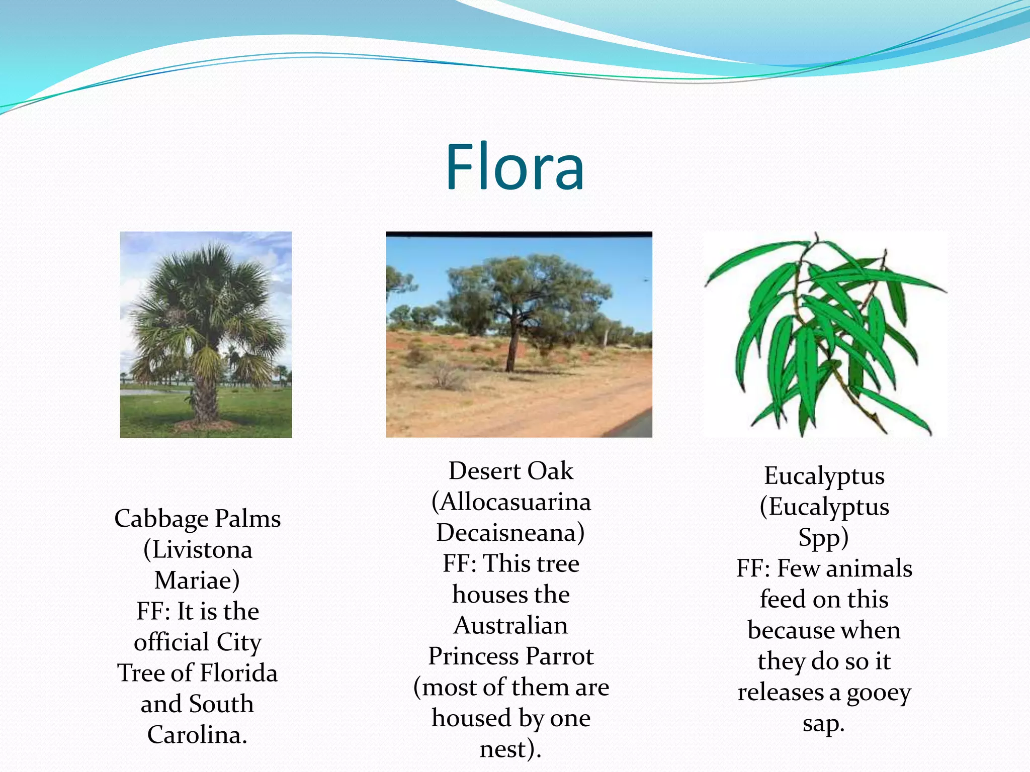 Grassland biome | PPTX | Australia and Oceania Travel | Travel Locations