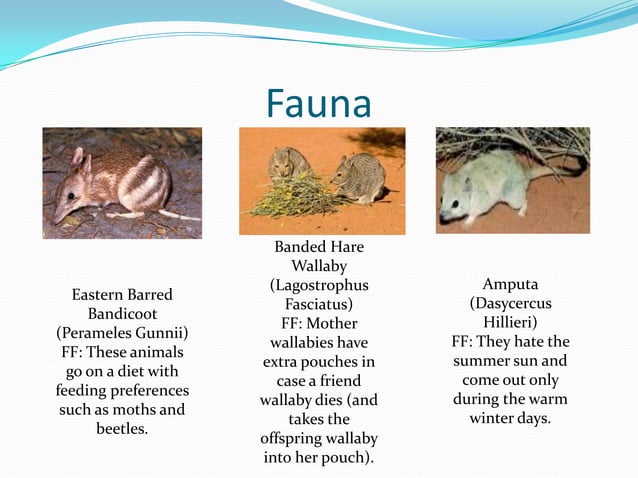 Grassland biome | PPTX | Australia and Oceania Travel | Travel Locations