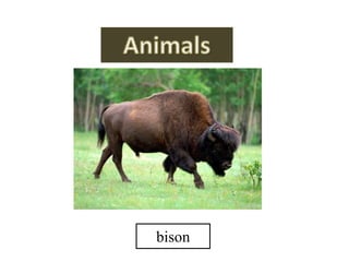 Grassland biome | PPTX