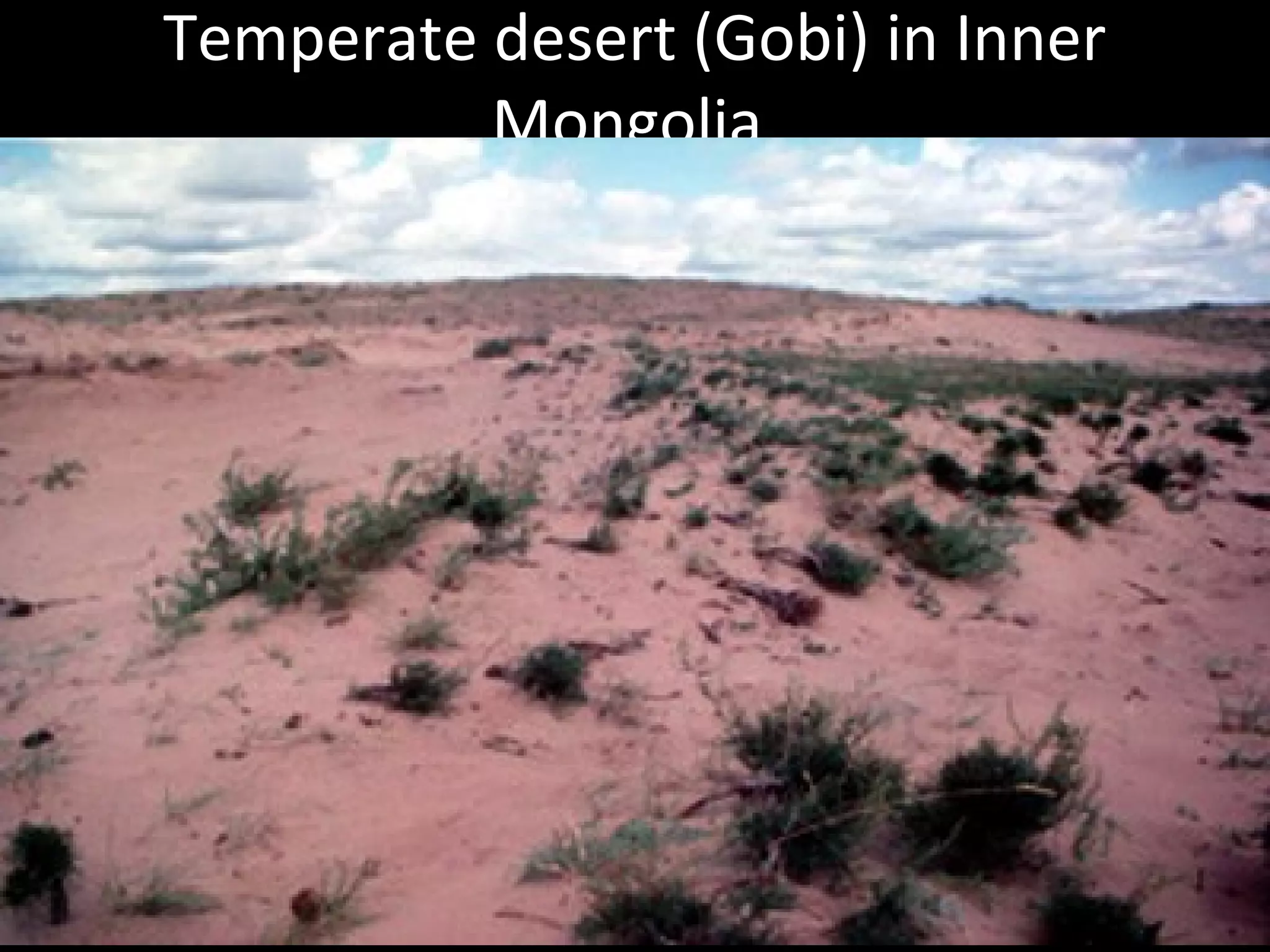 Grass land & desert ecosystem | PPT