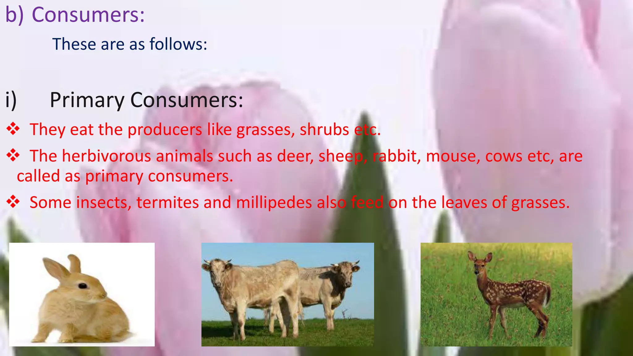 Grass land ecosystem | PPTX