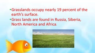 Grass land ecosystem | PPTX