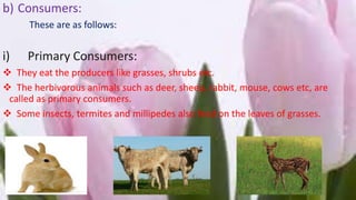 Grass land ecosystem | PPTX