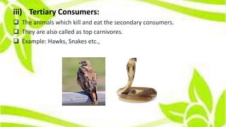 Grass land ecosystem | PPTX