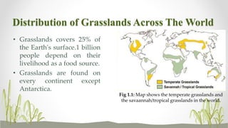 grasslandecosystem-19071315555500505.pdf