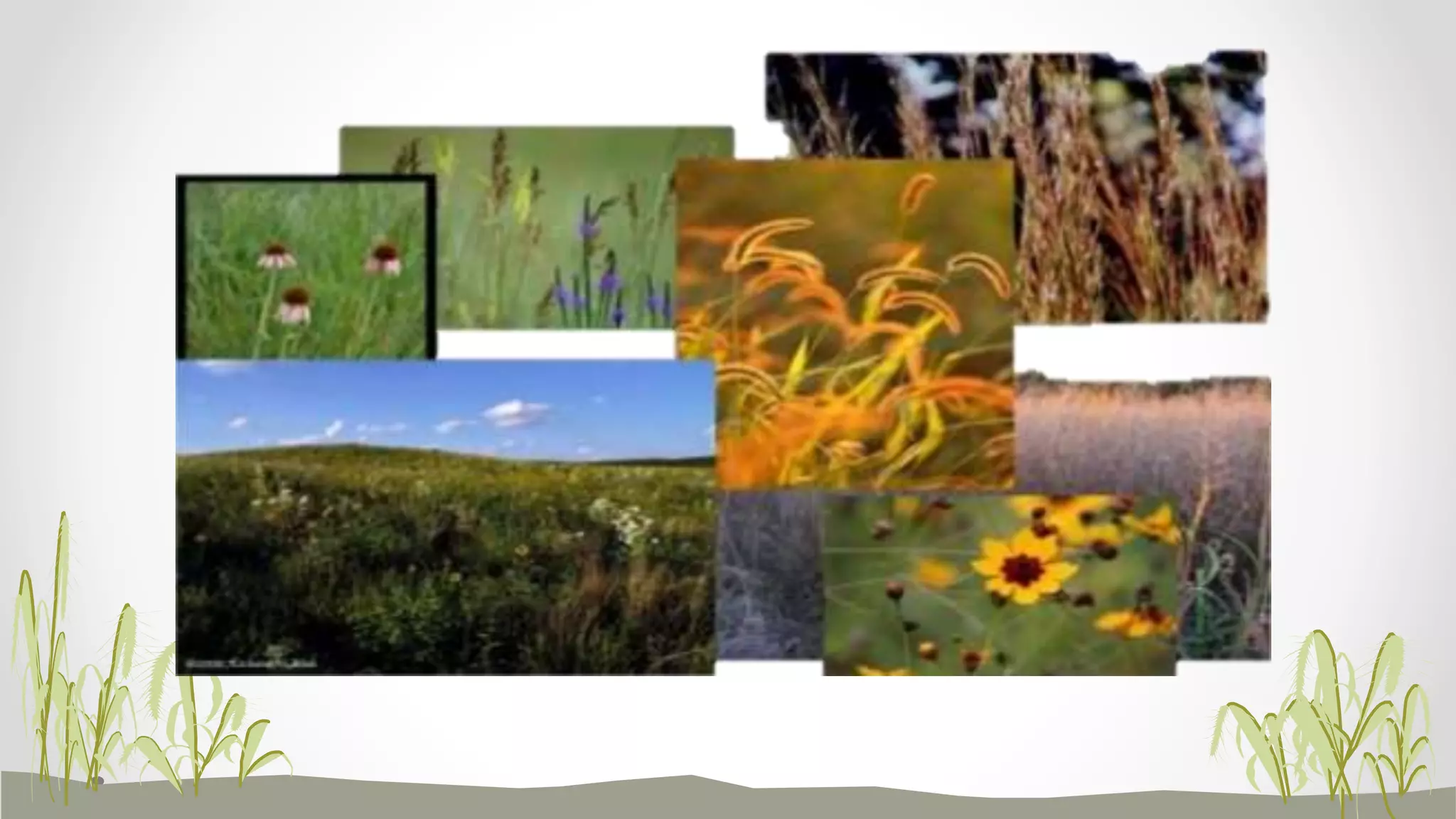 Grassland ecosystem | PPTX