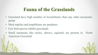 Grassland ecosystem | PPTX