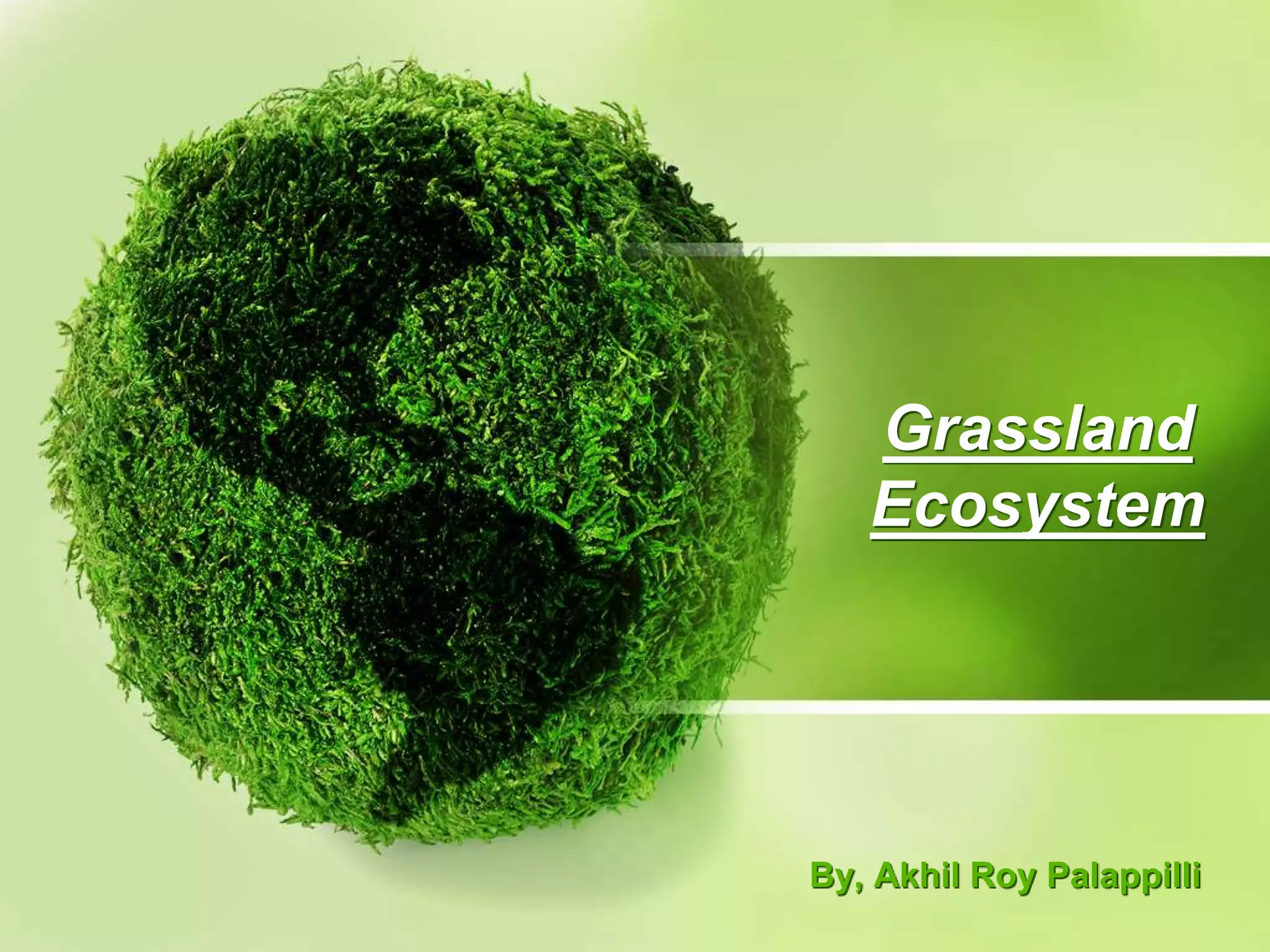 Grassland ecosystem | PPTX