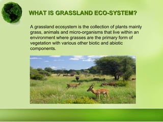 Grassland ecosystem | PPTX