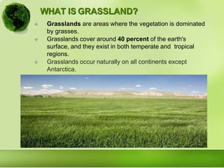 Grassland Ecosystem Pictures