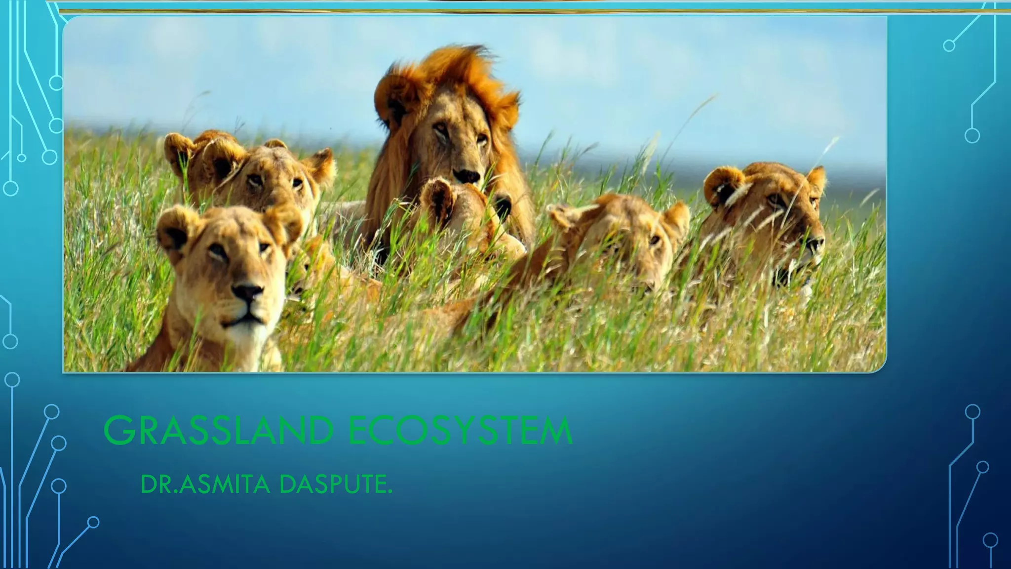 Grassland ecosystem | PPT