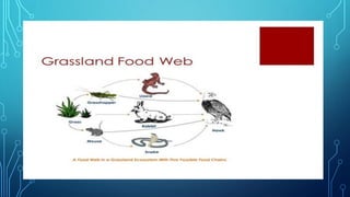 Grassland Ecosystem Food Web