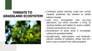 Grassland ecosystem.pptx