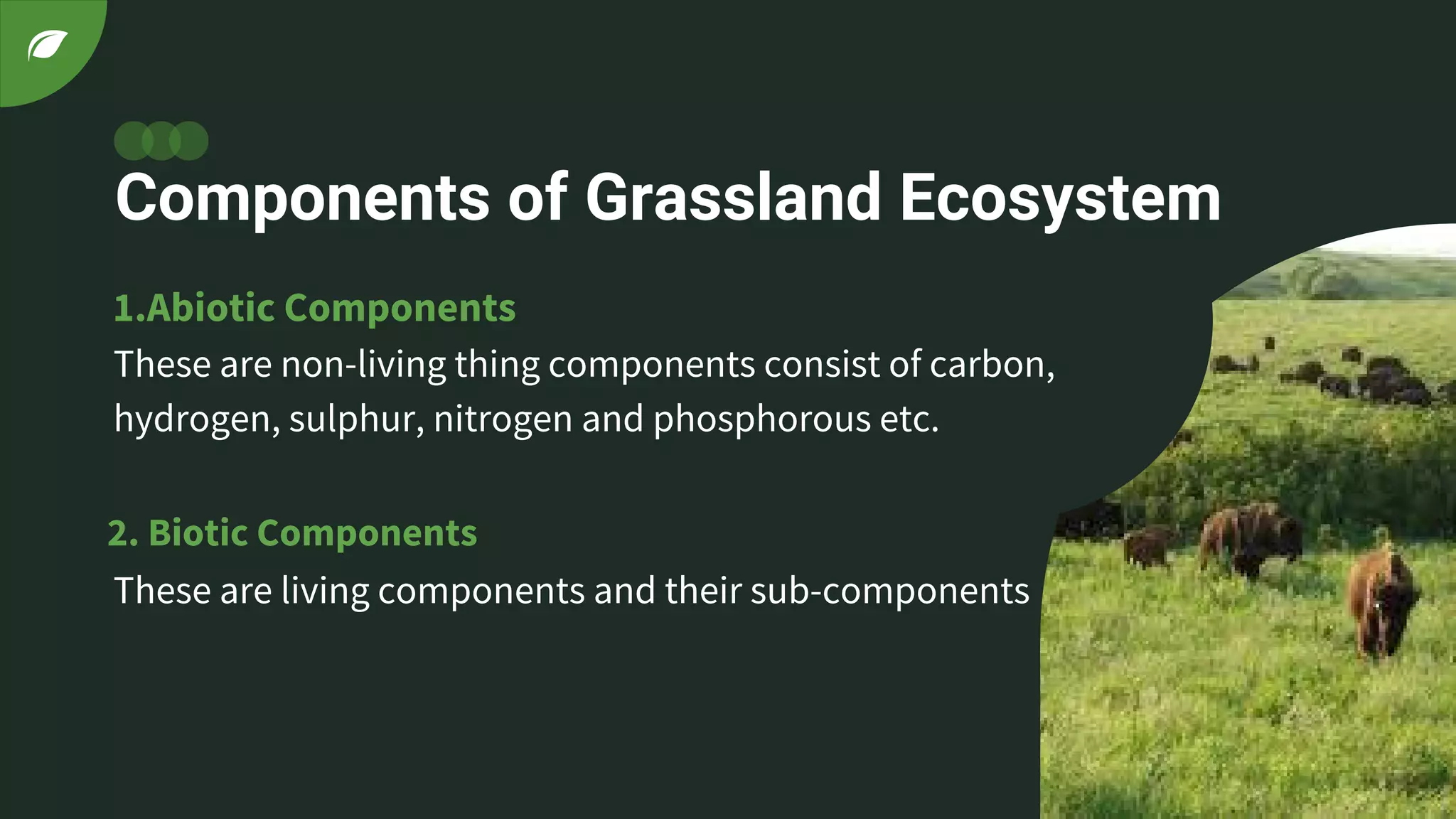 Grassland Ecosystem Pdf Science