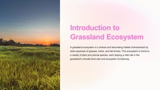 Grassland ecosystem , ecosystem, grasslands and lands | PPTX