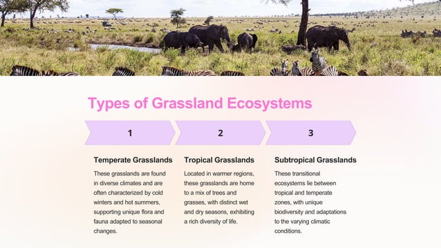 Grassland ecosystem , ecosystem, grasslands and lands | PPT