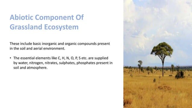 Grassland ecosystem , ecosystem, grasslands and lands | PPT | Free Download