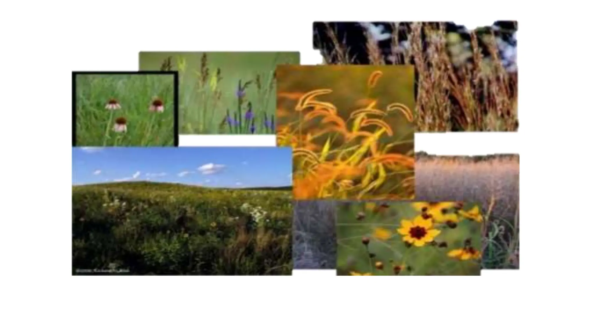 Grassland Ecosystem 1111111111111111 Pptx