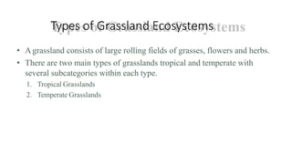 grassland ecosystem 1111111111111111.pptx