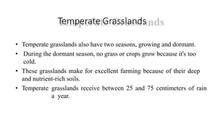 grassland ecosystem 1111111111111111.pptx