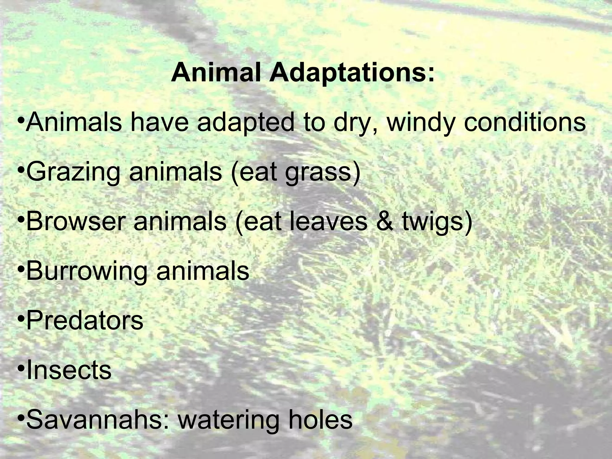 Grassland notes: Notes on world's grassland types & organisms ...