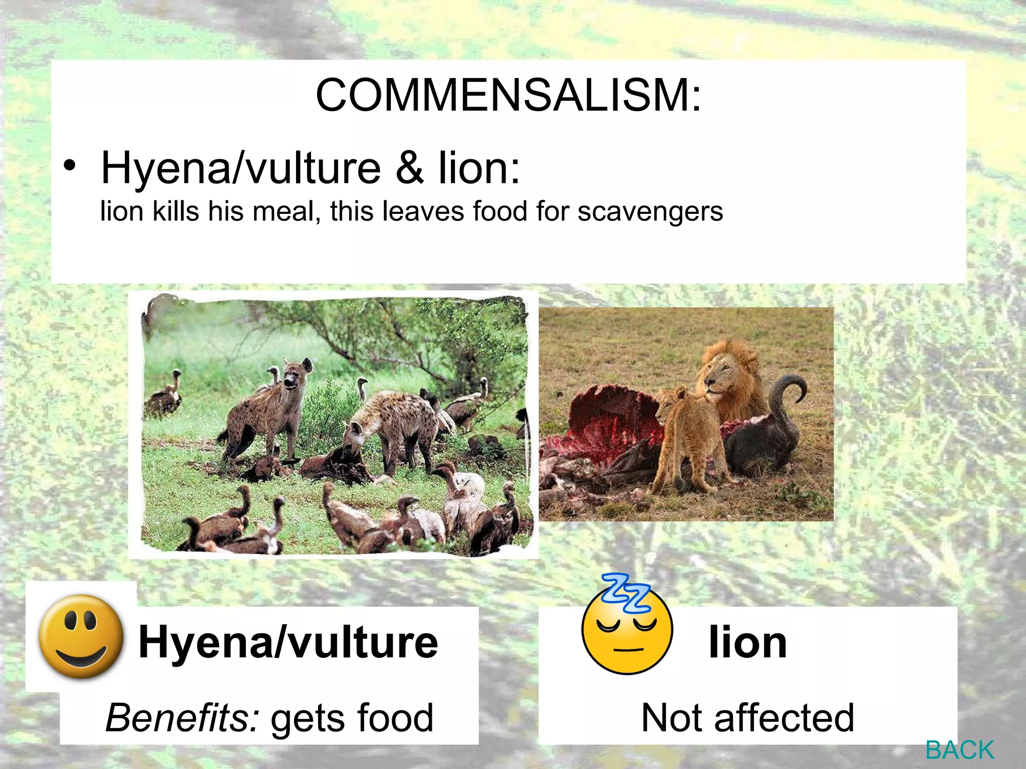 Grassland notes: Notes on world's grassland types & organisms ...