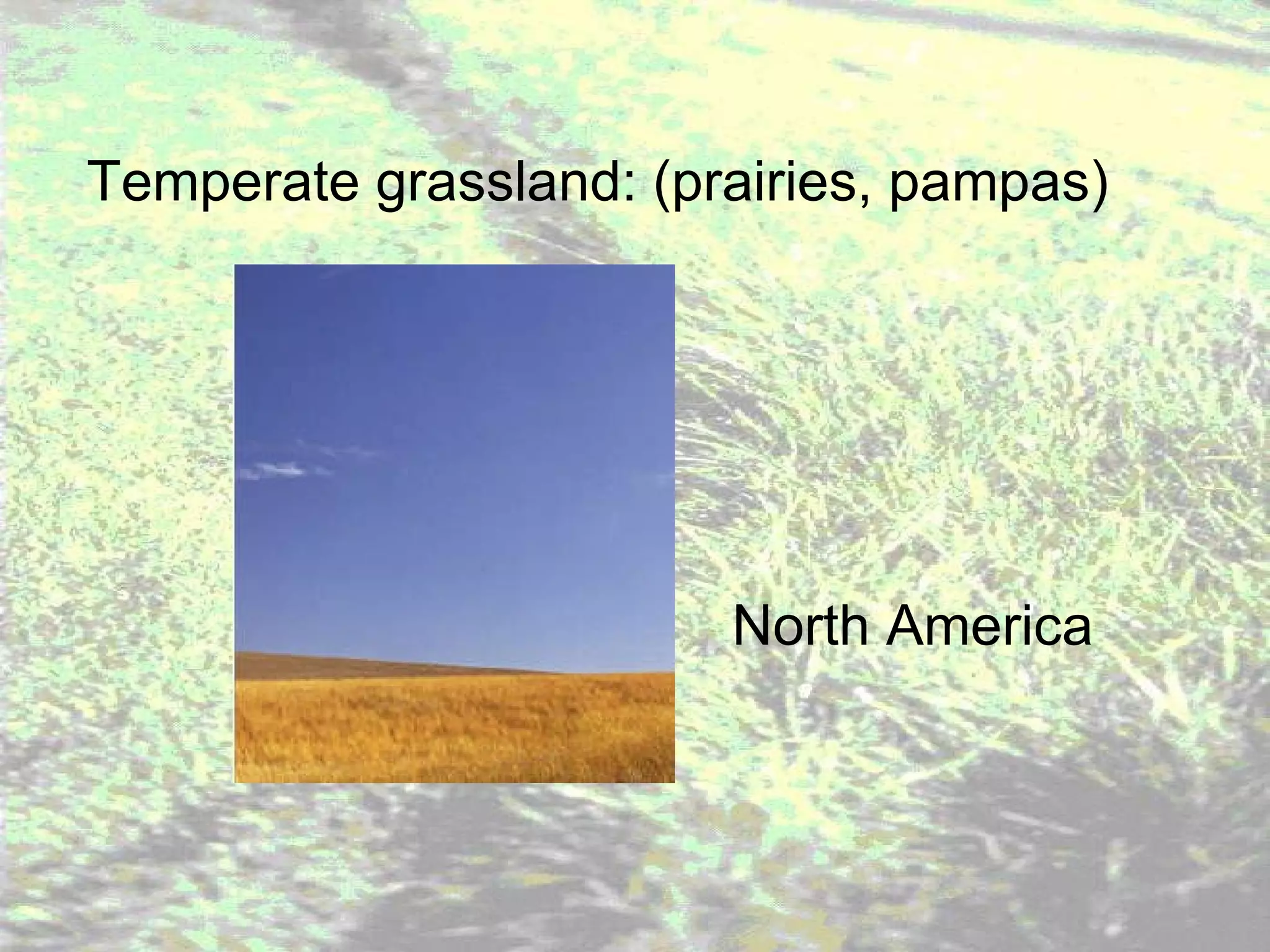Grassland notes: Notes on world's grassland types & organisms ...