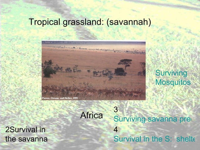 Grassland notes: Notes on world's grassland types & organisms ...