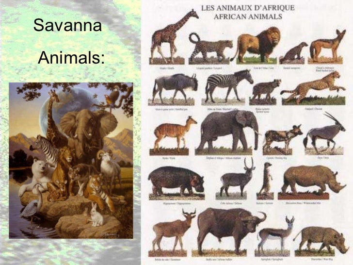 Grassland Animals List