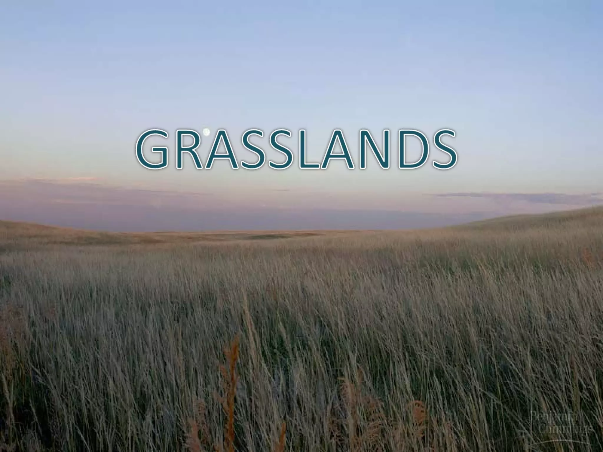 Grasslands | PPT