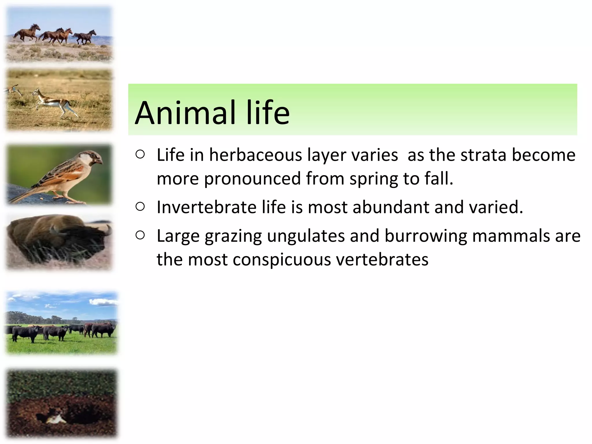Grasslands | PPT