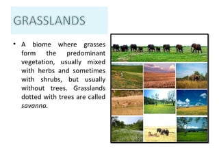 Grasslands | PPT