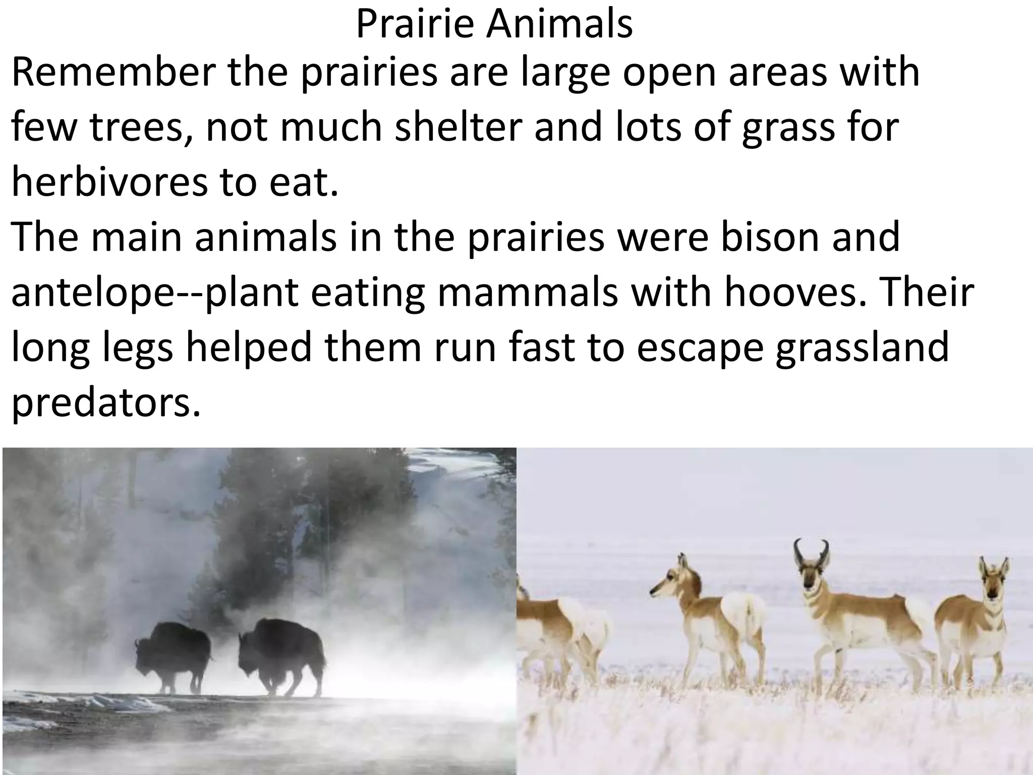 Grasslands (teach) | PPTX