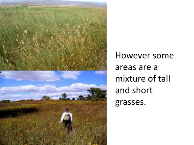 Grasslands (teach) | PPTX
