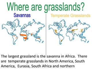 Grasslands (teach) | PPTX