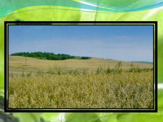 Grasslands | PPTX