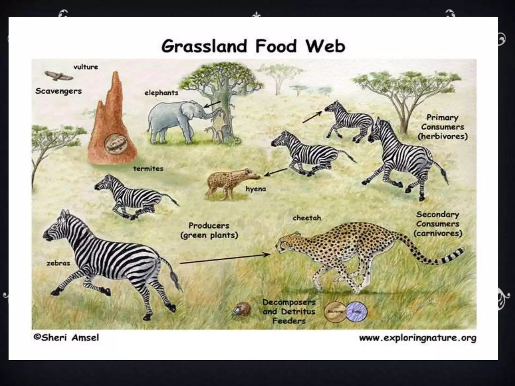 Grasslands ecosystem | PPTX