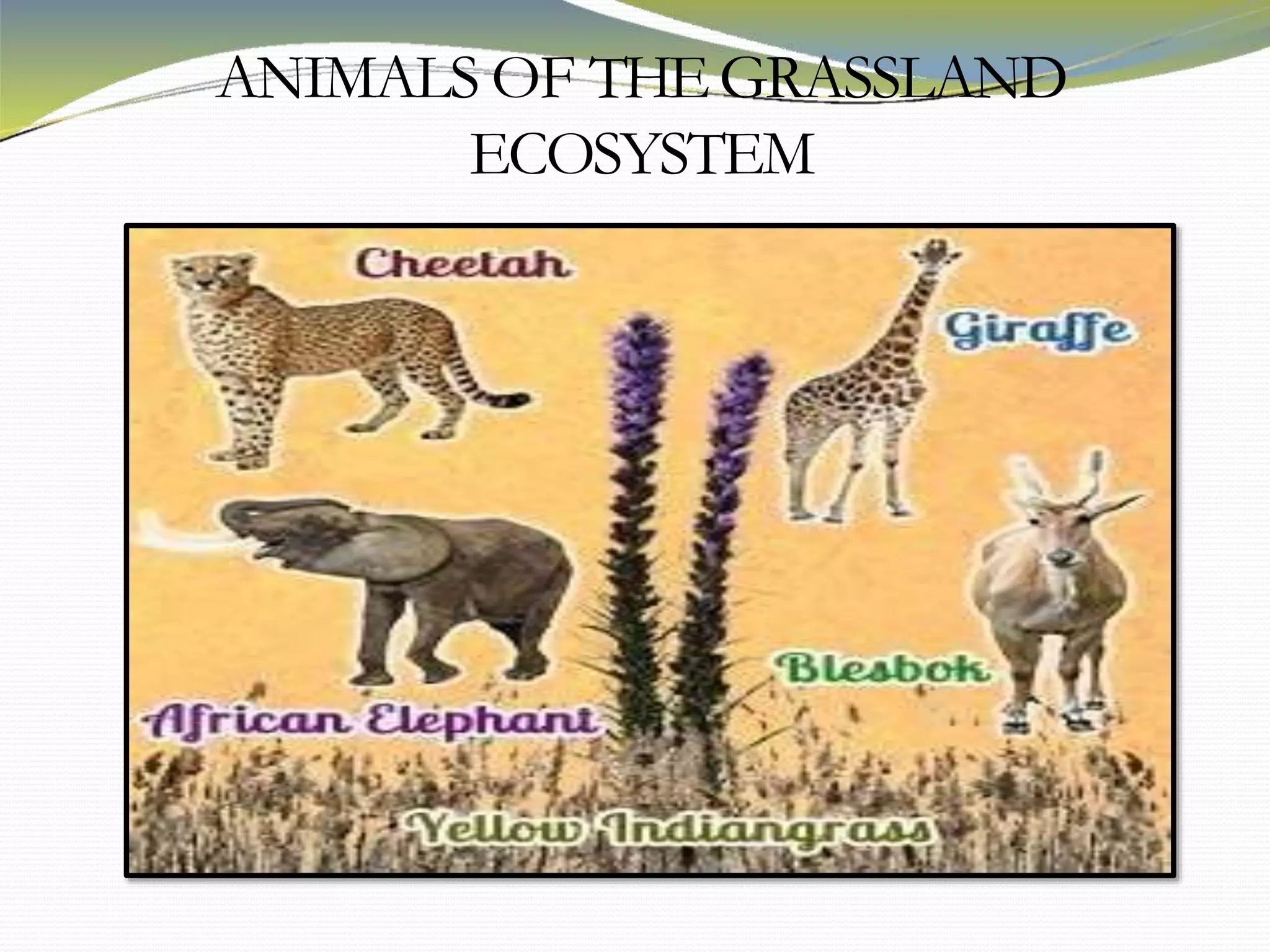 Grasslands ecosystem | PPTX
