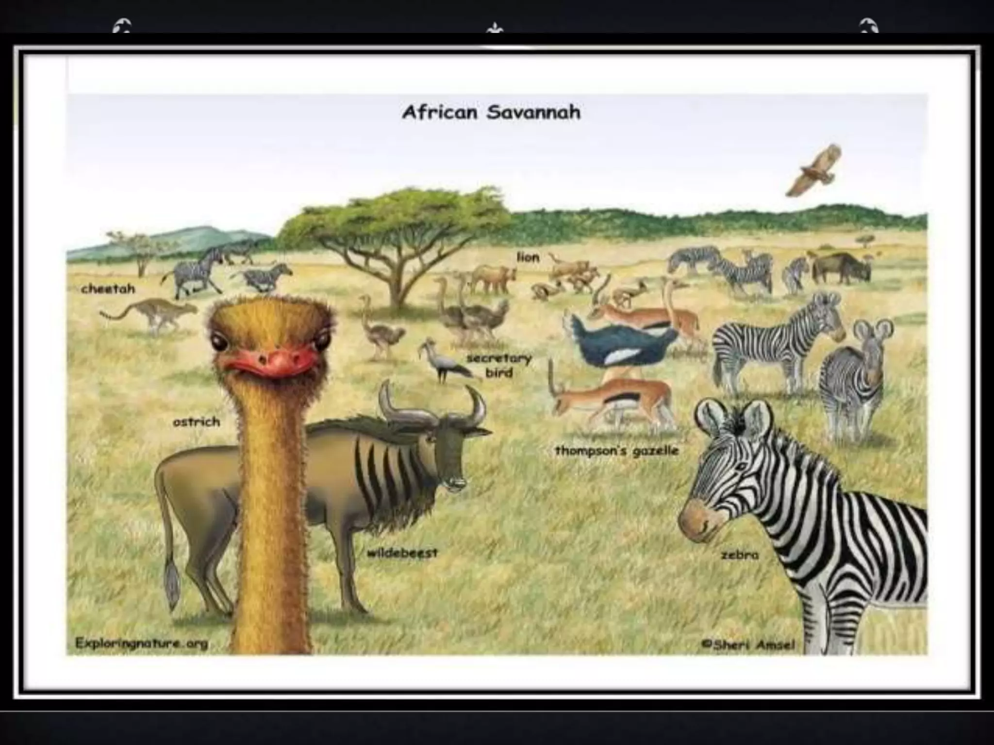 Grasslands ecosystem | PPTX