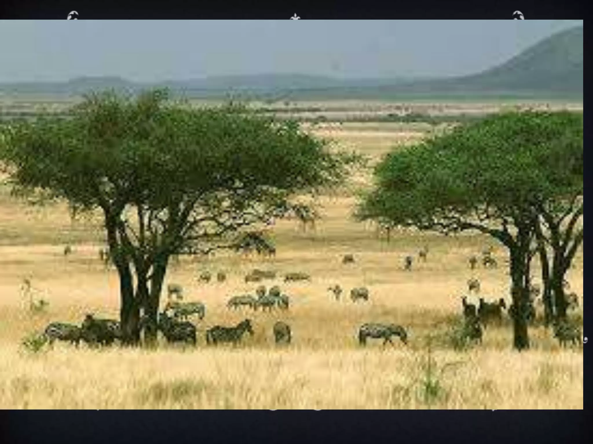 Grasslands ecosystem | PPTX