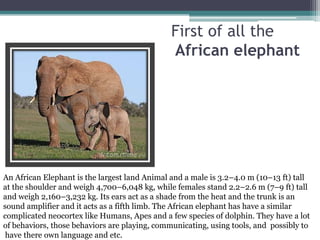 Grasslands Animals | PPTX