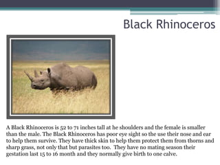 Grasslands Animals | PPTX