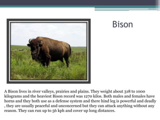 Grasslands | PPTX