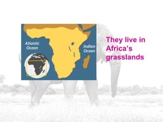 Grasslands animals | PPT
