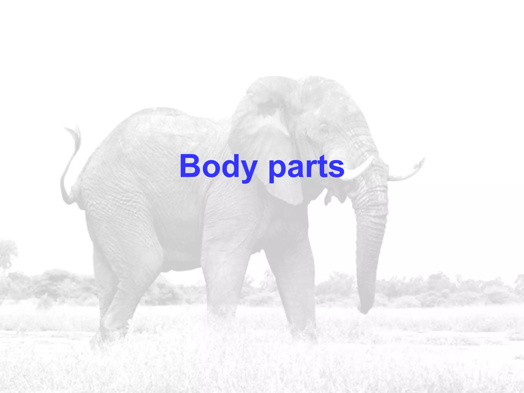 Grasslands animals | PPT