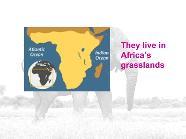 Grasslands animals | PPT