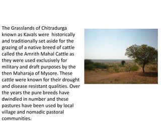 Grasslands of chitradurga | PPTX