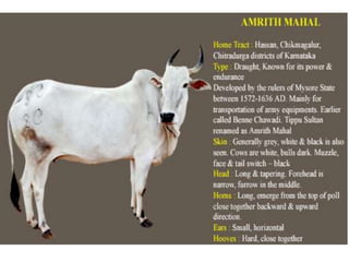 Grasslands of chitradurga | PPTX