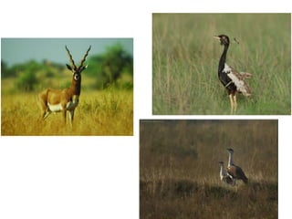 Grasslands of chitradurga | PPTX