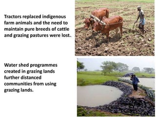 Grasslands of chitradurga | PPTX